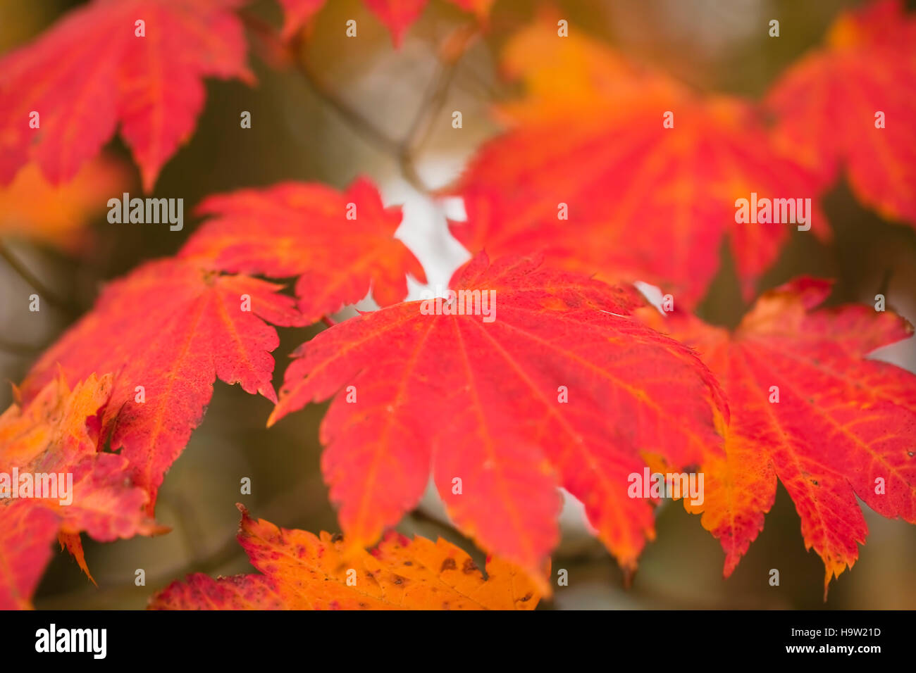 Garden acer changing leaf colours hi-res stock photography and images ...