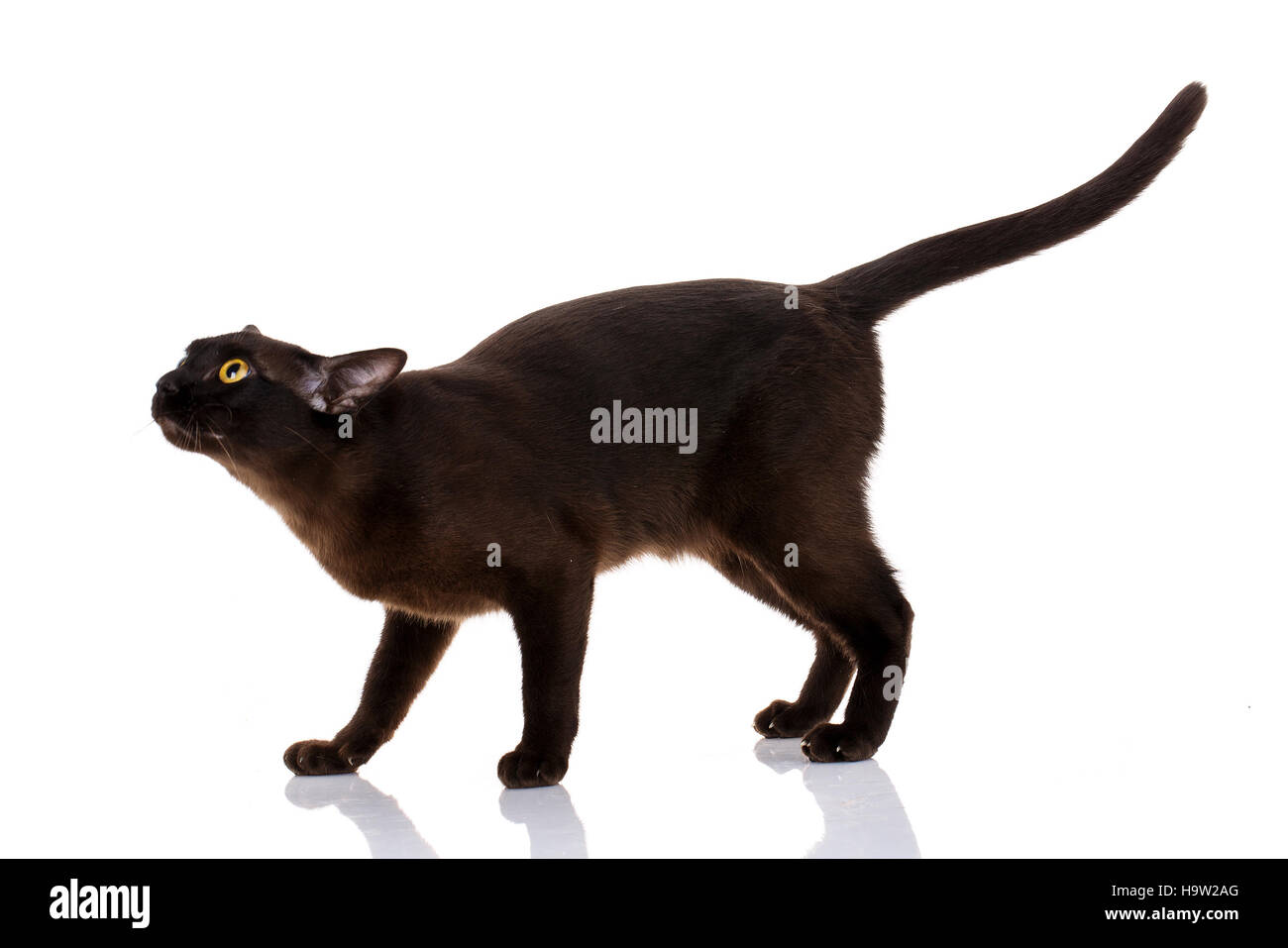 Brown cat standing on Cut Out Stock Images & Pictures - Alamy
