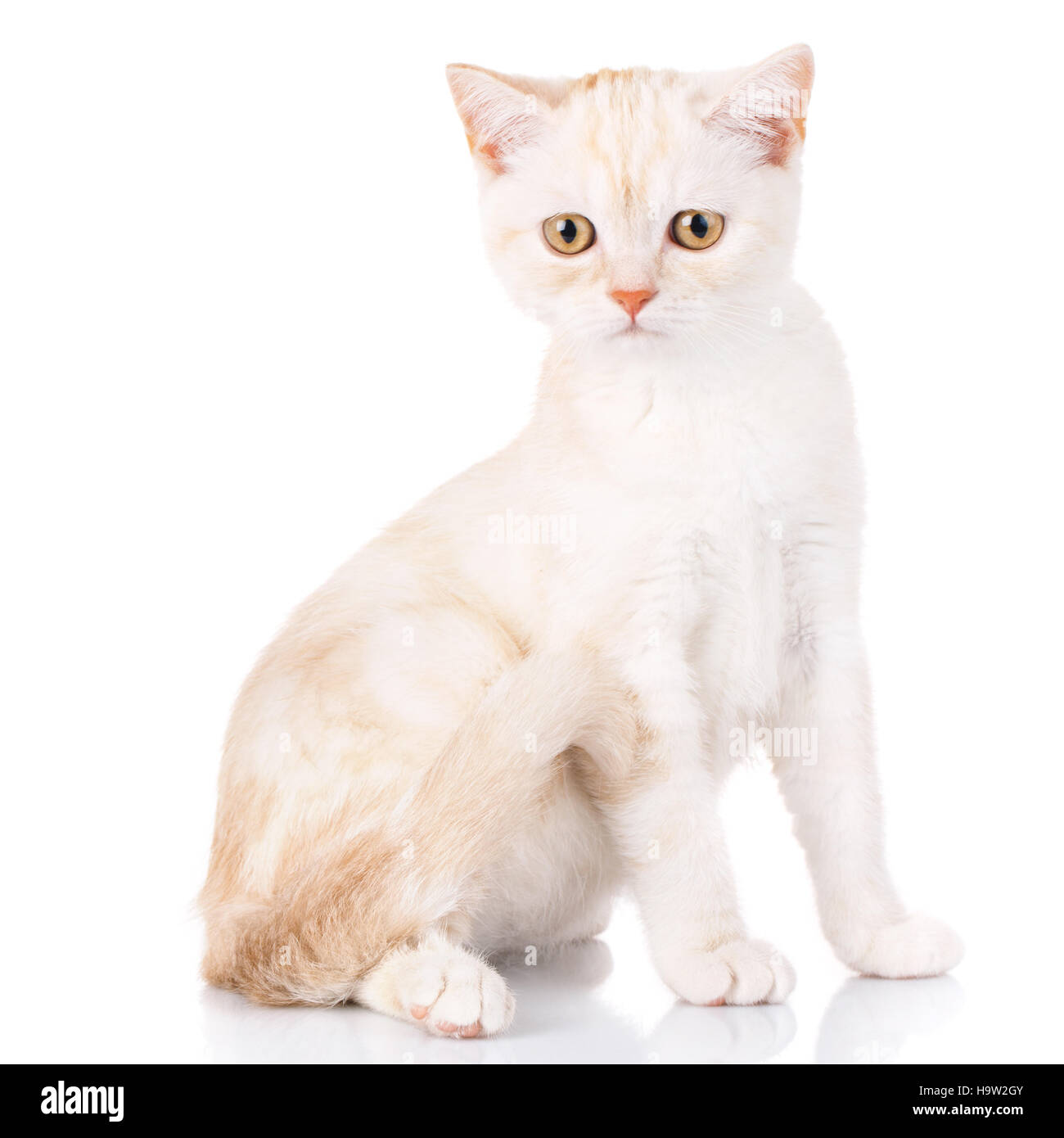 Portrait cat, scottish Straight Stock Photo - Alamy