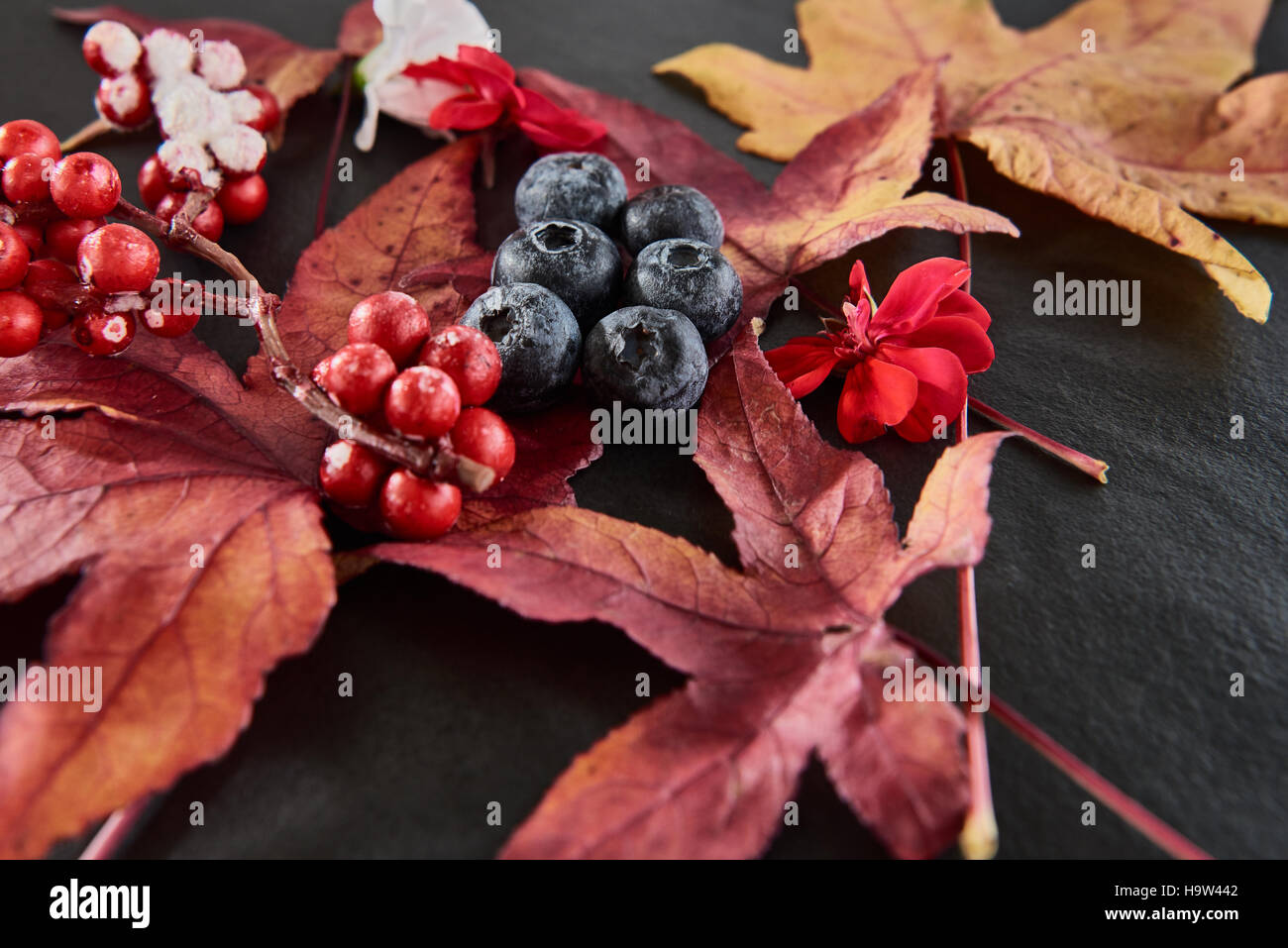 Red, Blue Berries with maple leafs blossoms arranged on a dark slate ...
