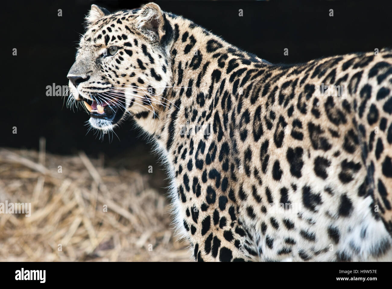 Strong wild animals hi-res stock photography and images - Alamy