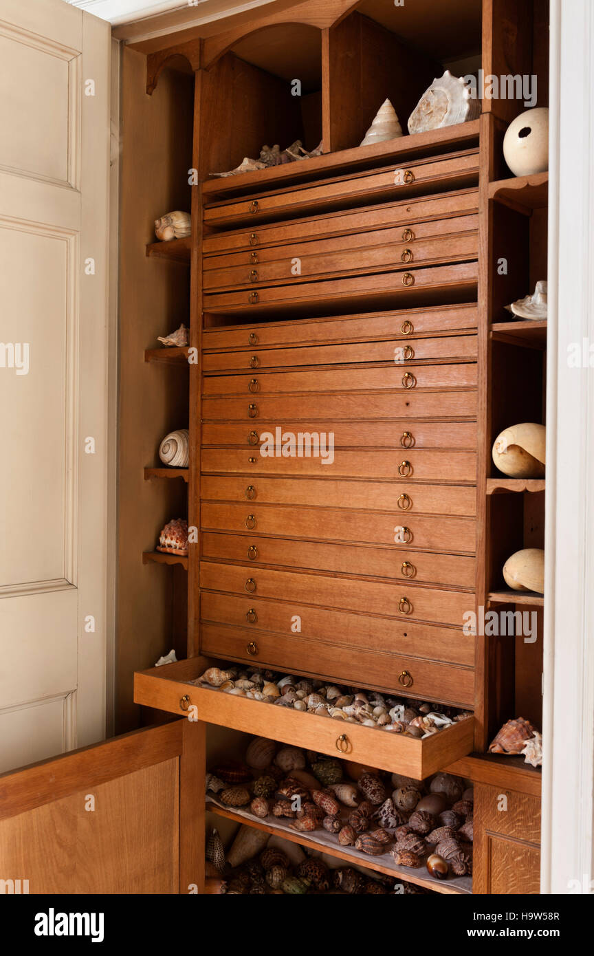 Shell collection display hi-res stock photography and images - Alamy