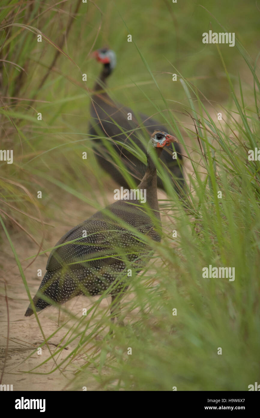 Bird toucan peru hi-res stock photography and images - Alamy