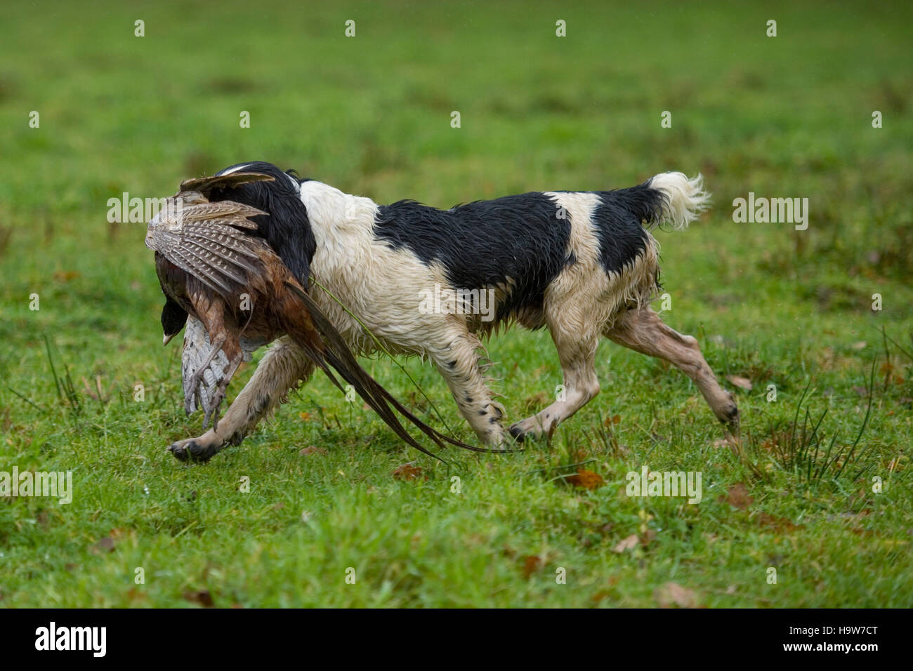 springer spanielcarrying a pheasant Stock Photo - Alamy
