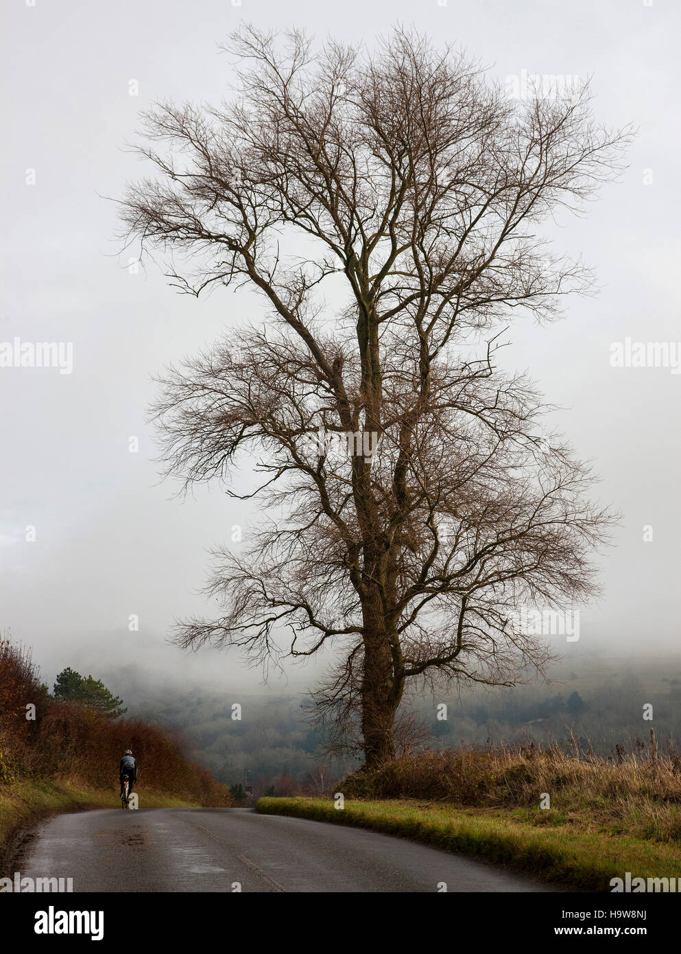 A cyclist and tree in sharp outline against misty downs Stock Photo - Alamy