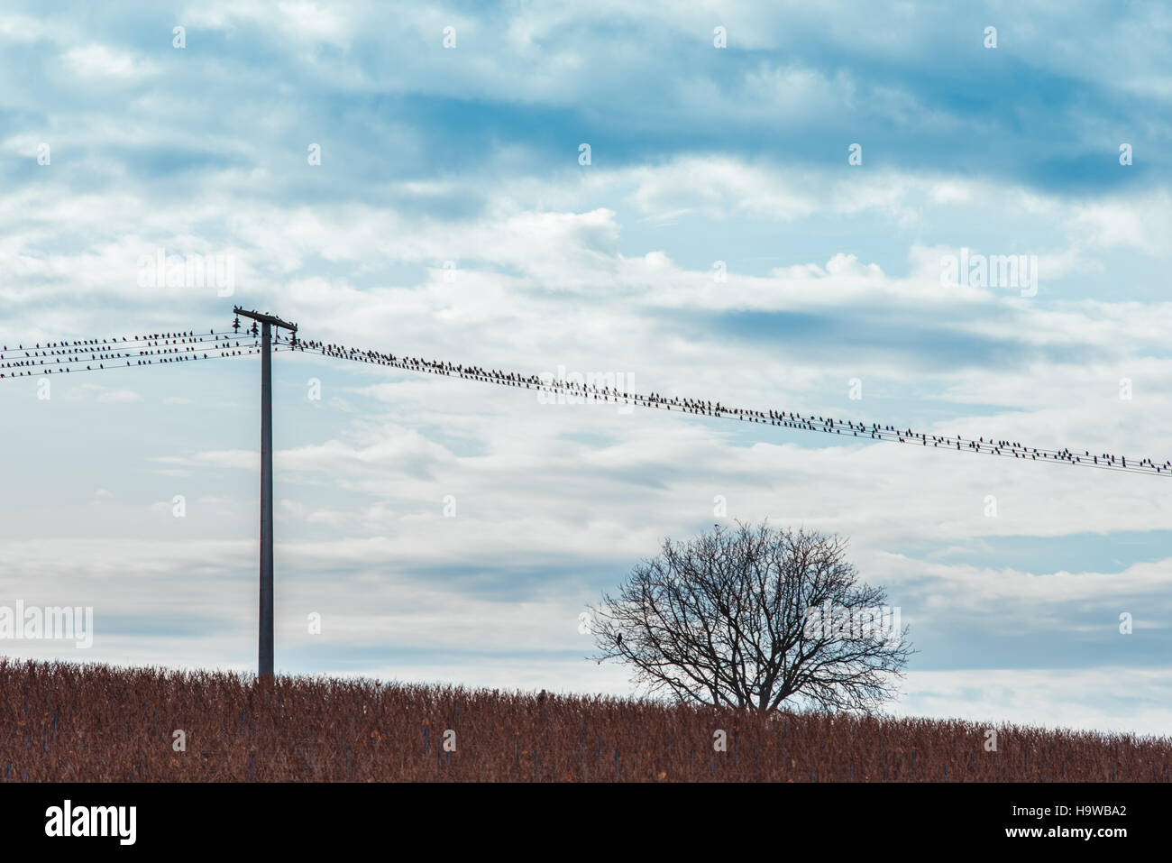 many birds sitting on power transmission line near a tree Stock Photo ...