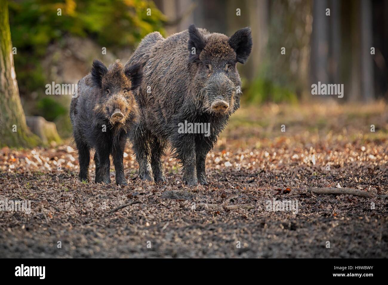 Wild boars in the nature habitat. Czech Republic. European wildlife ...
