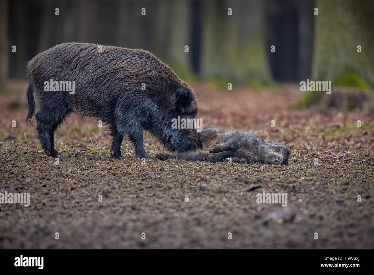 Wild boars in the nature habitat. Czech Republic. European wildlife ...