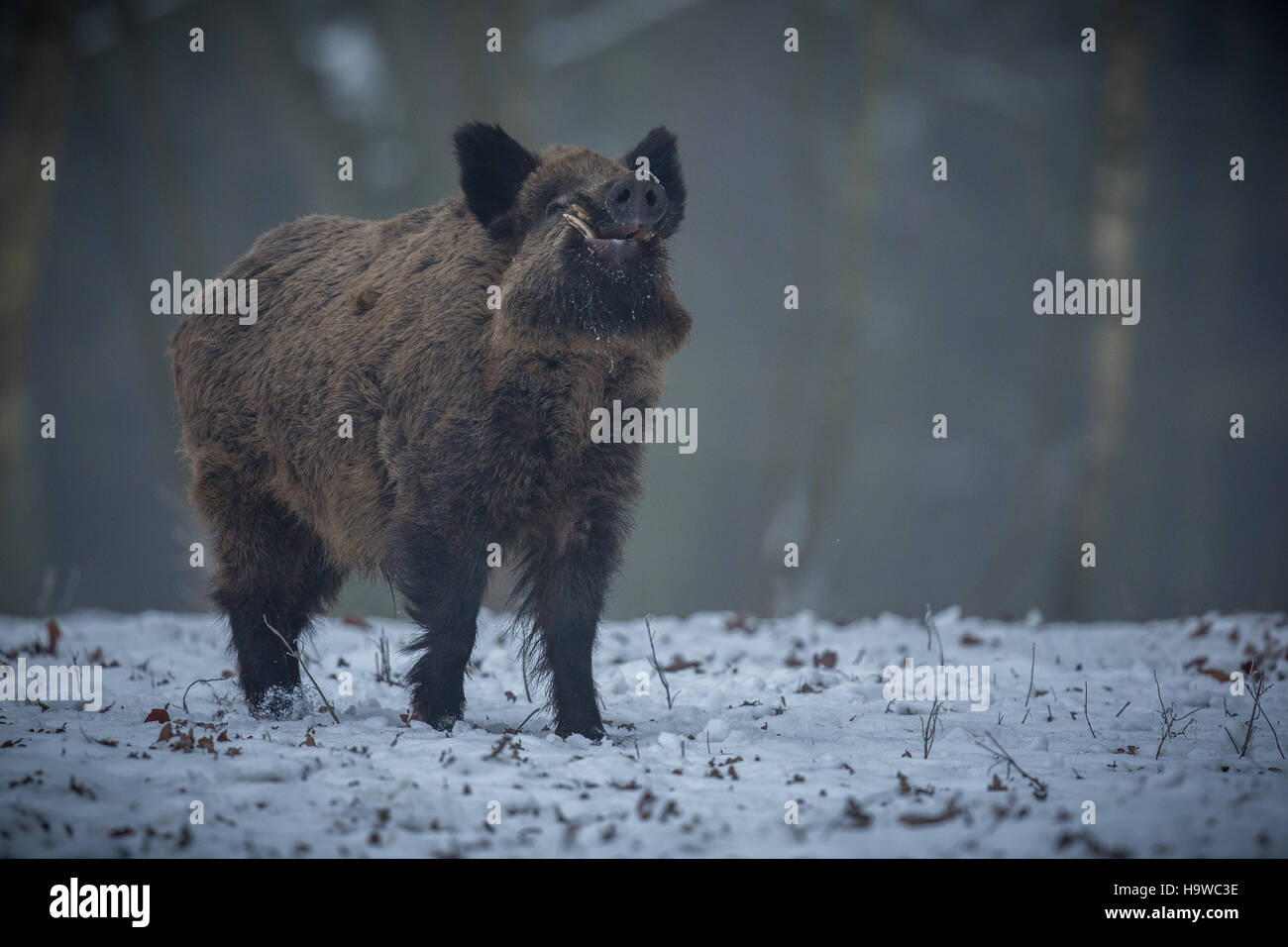 Wild boars in the nature habitat. Czech Republic. European wildlife ...