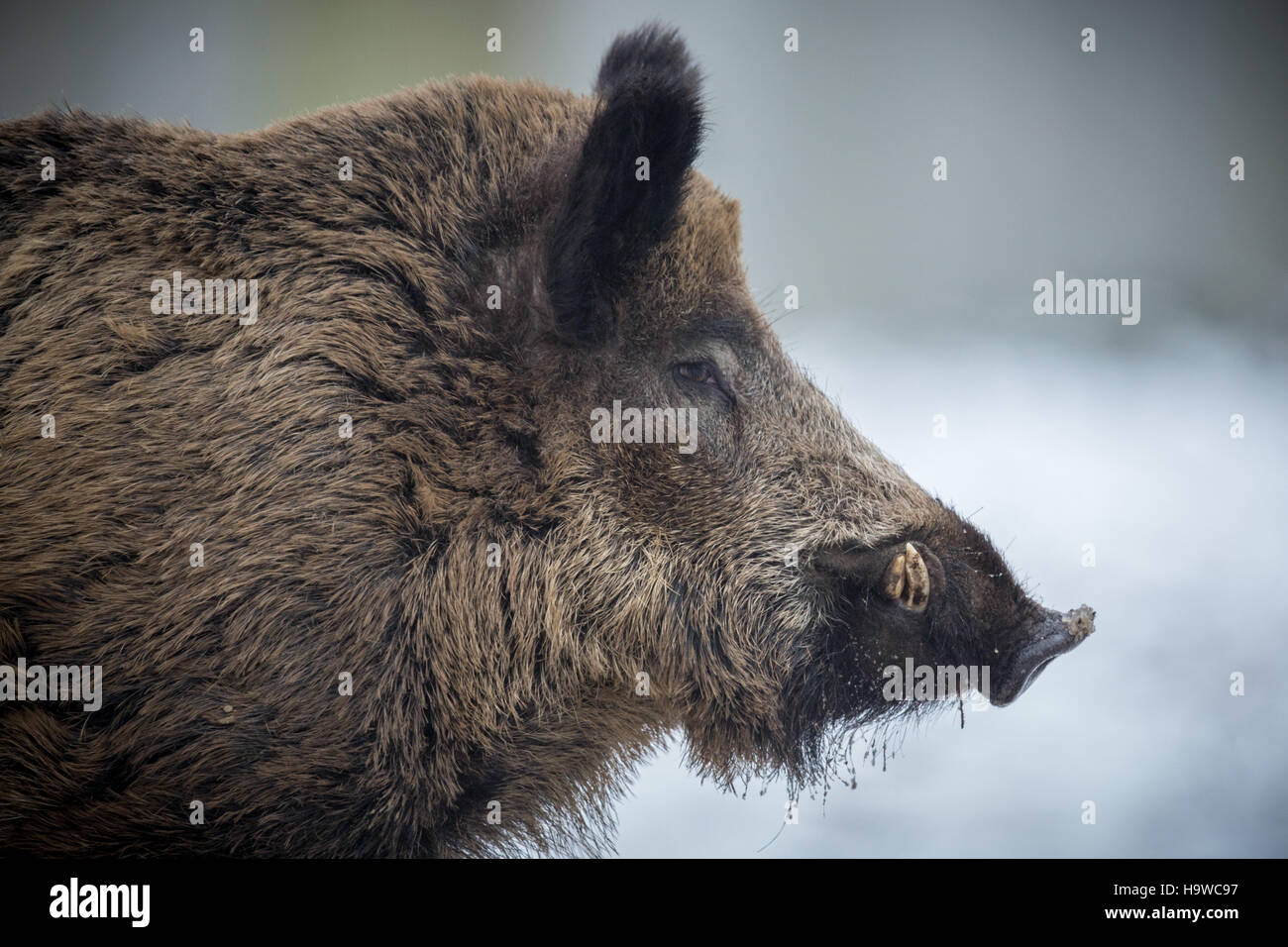 Wild boars in the nature habitat. Czech Republic. European wildlife ...