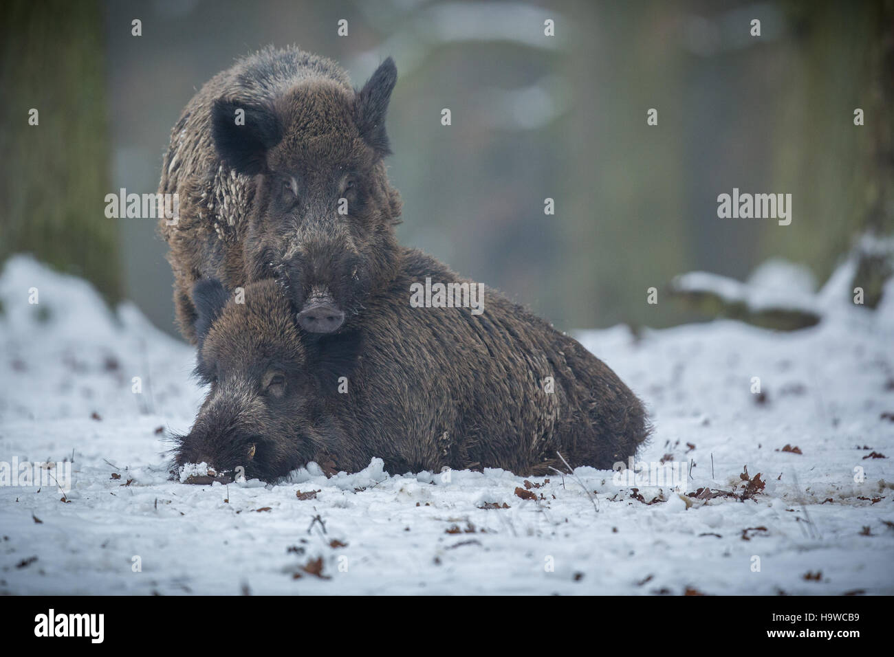 Wild boars in the nature habitat. Czech Republic. European wildlife ...