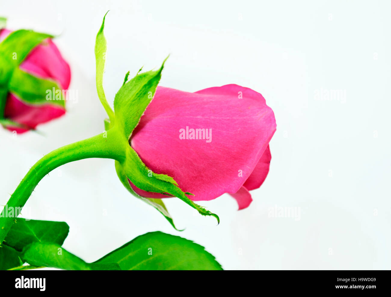 angled view of a pink bud rose Stock Photo - Alamy