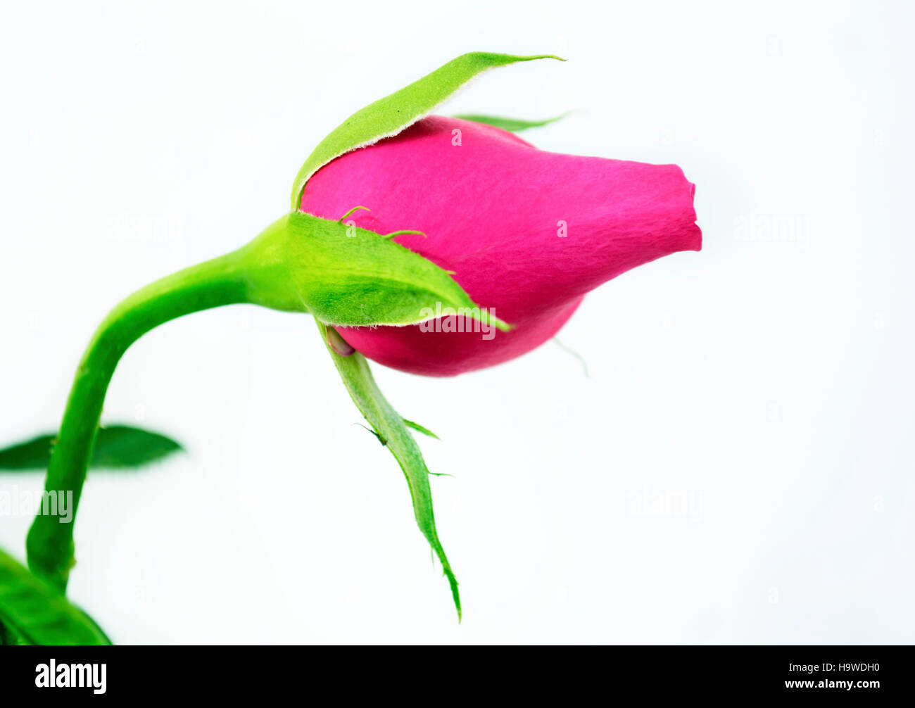 angled view of a pink bud rose Stock Photo - Alamy