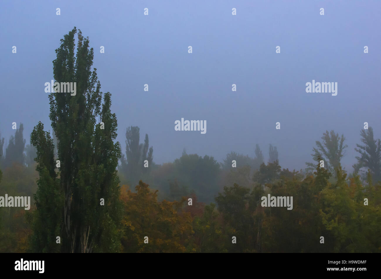urban autumn landscape - trees with multicolored leaves, the morning ...