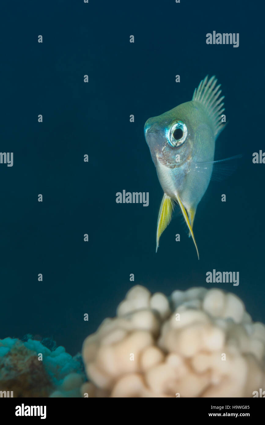 Underwater portrait small yellow fish hi-res stock photography and ...