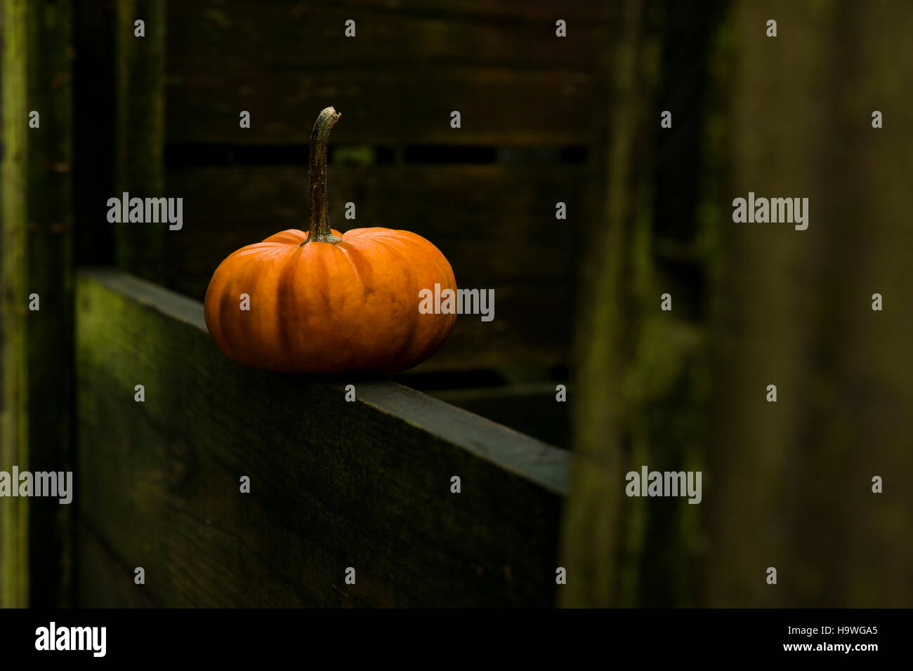 Dwarf Pumkins on Damp Wood with Autumnal Light Stock Photo - Alamy