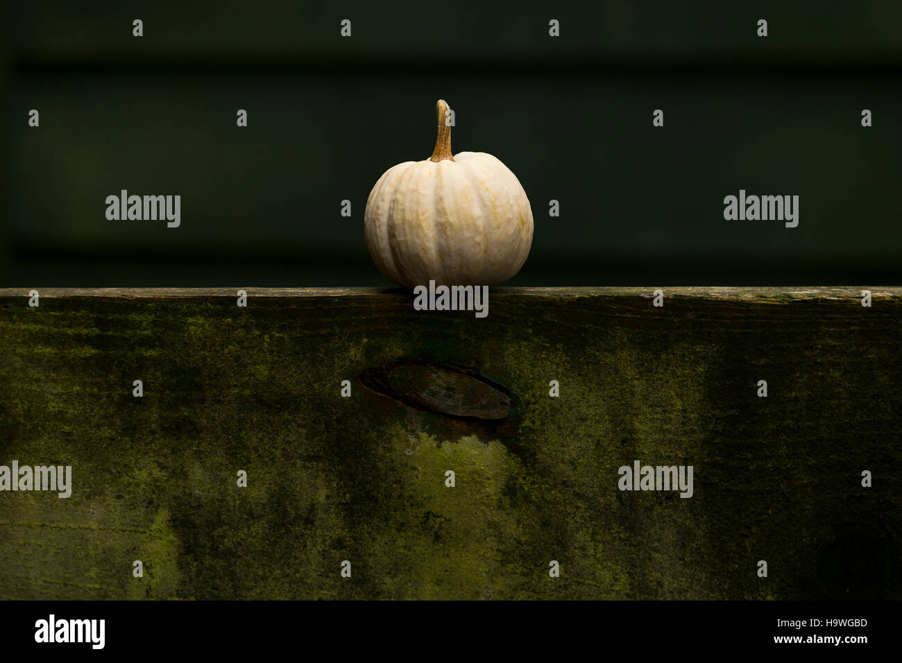 Dwarf Pumkins on Damp Wood with Autumnal Light Stock Photo - Alamy