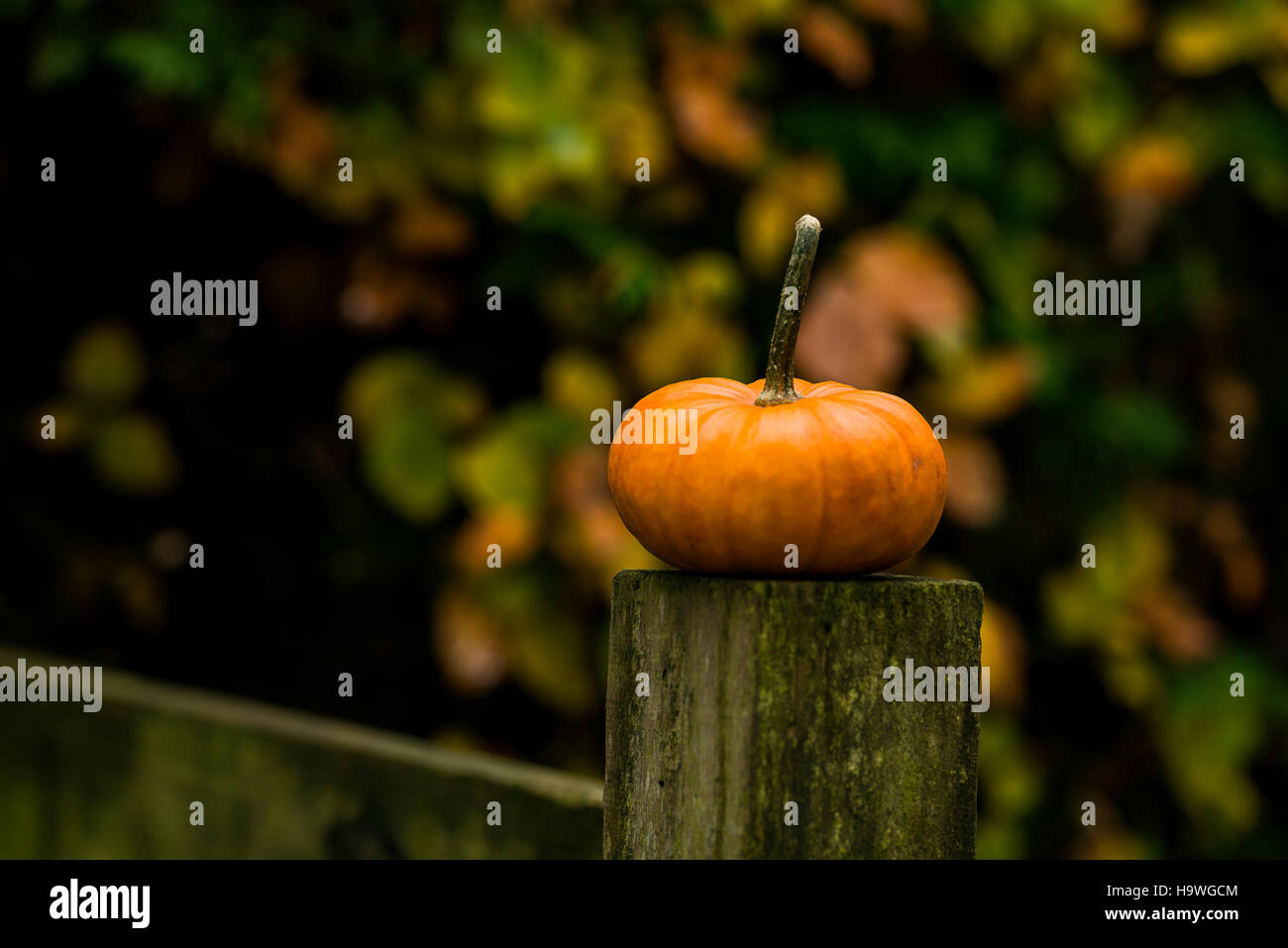 Dwarf pumpkin hi-res stock photography and images - Alamy