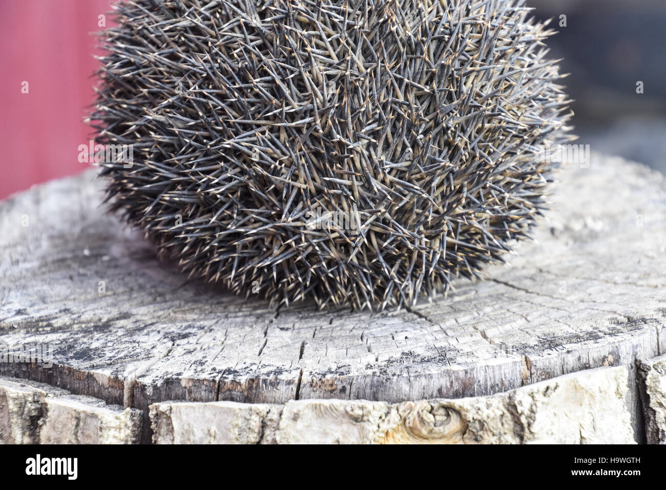 Young Wild Hedgehog On A Log High Resolution Stock Photography and ...