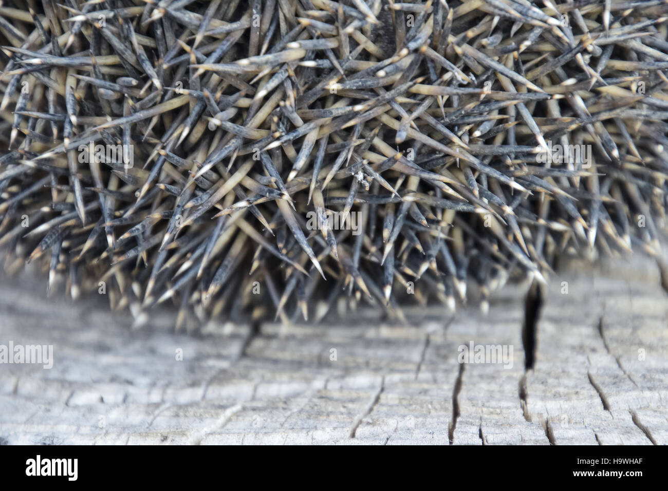 Hedgehog on a tree stump hi-res stock photography and images - Alamy