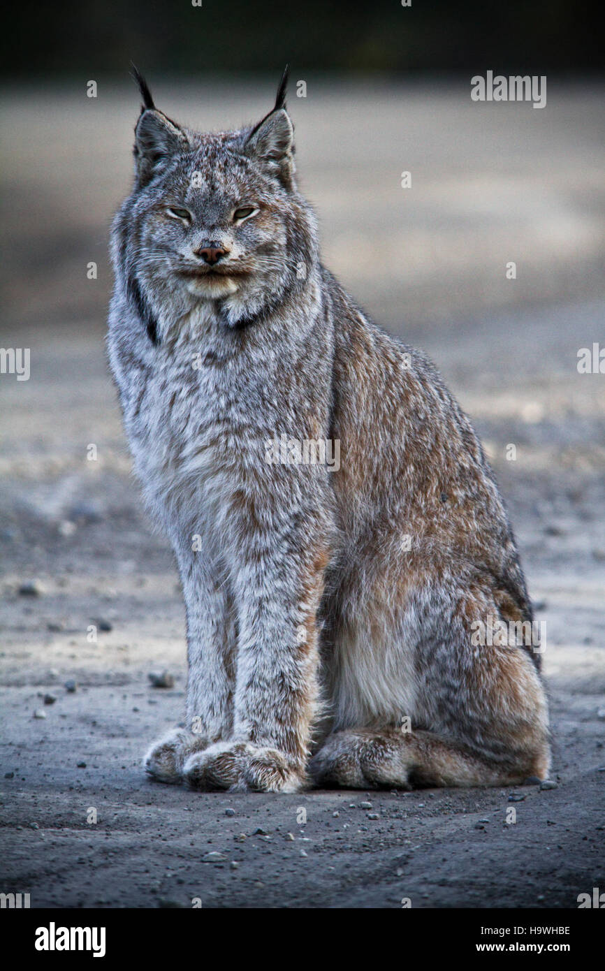 Canada lynx hi-res stock photography and images - Alamy