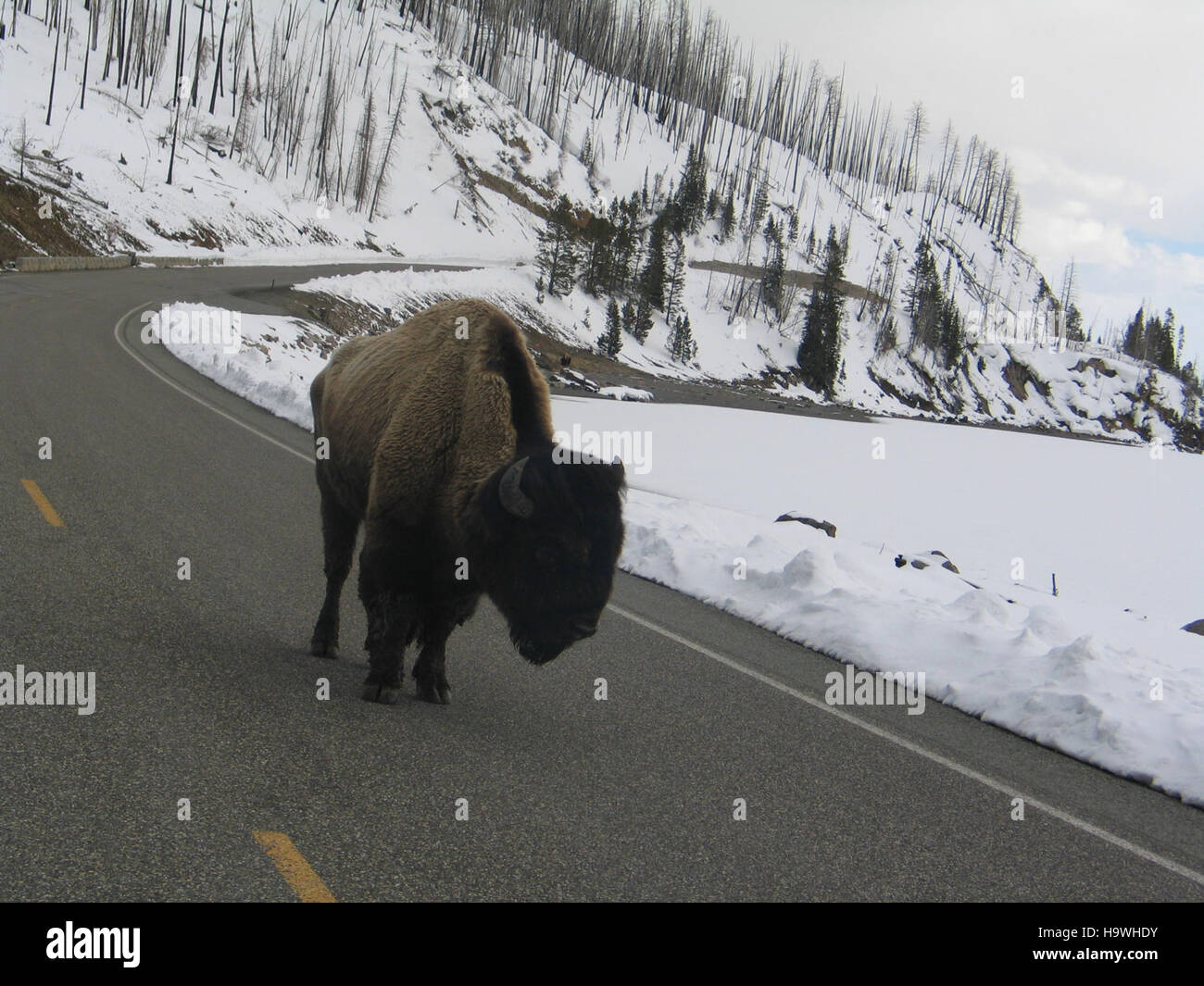 A bison grazes in the Sedge Bay area of Yellowstone National Park ...
