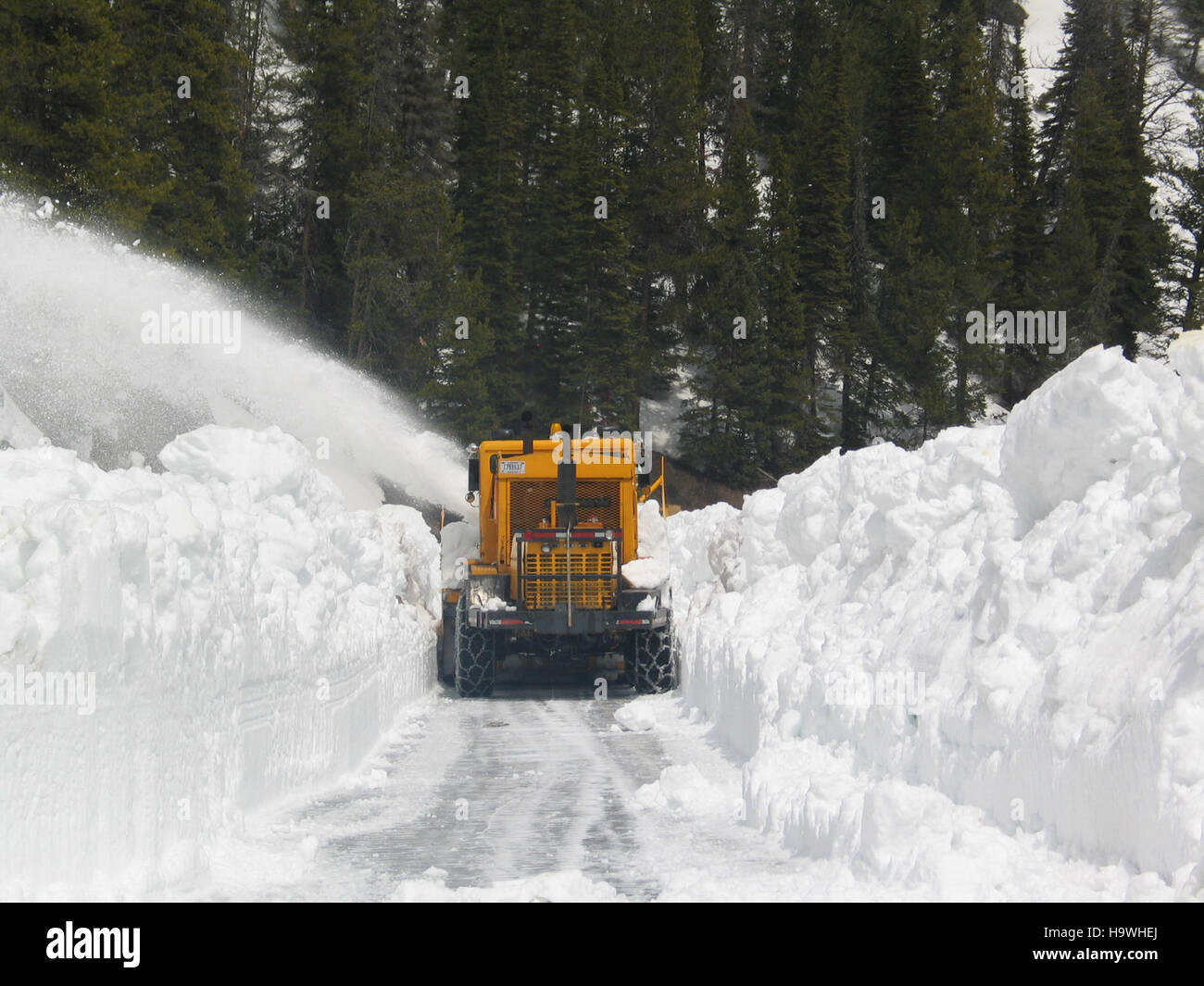 Blowing snow near the East Entrance Road of Yellowstone National Park ...