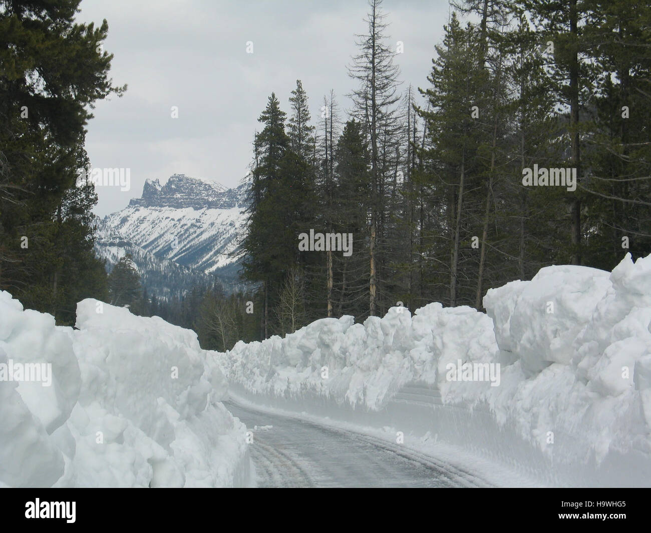 An image of the East Entrance Road of Yellowstone National Park ...