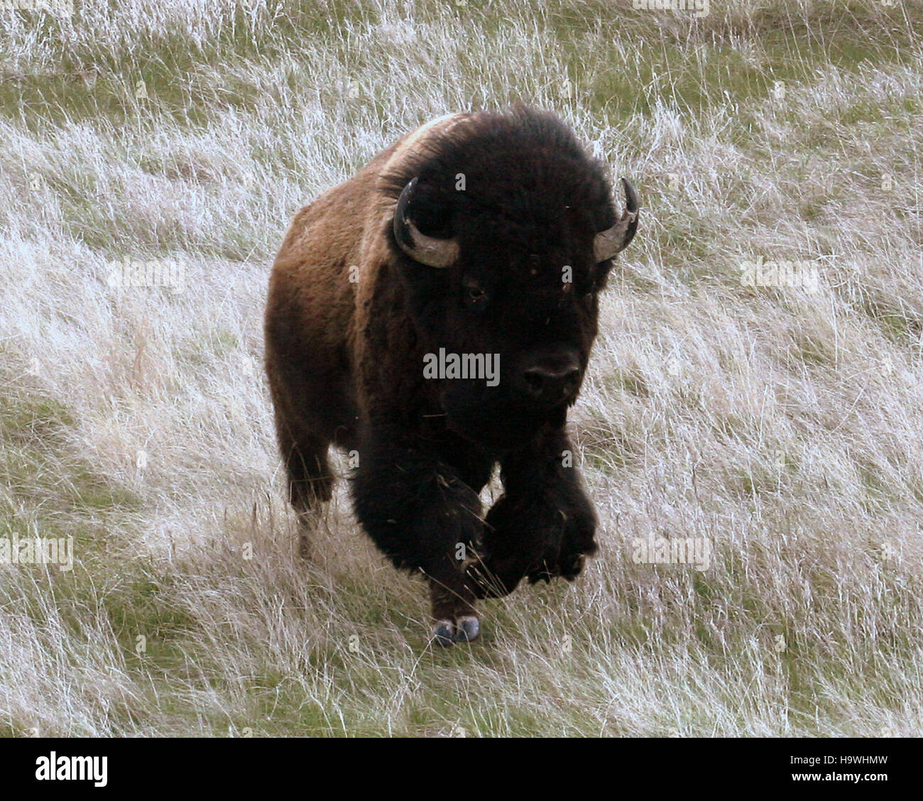 American bison bison bison running hi-res stock photography and images ...