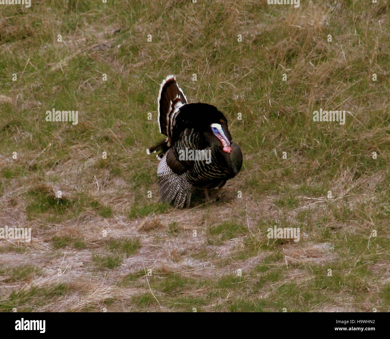 A wild turkey in Badlands National Park, South Dakota, where diverse ...