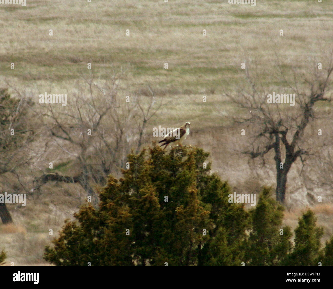 The Red-tailed Hawk, a common bird of prey in North America, is ...