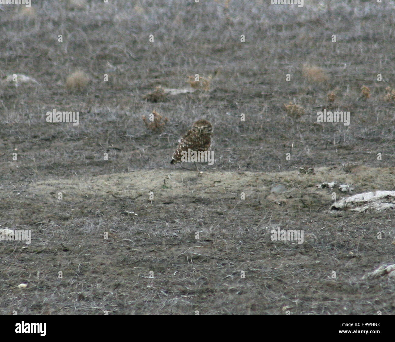 Living in burrows hi-res stock photography and images - Alamy