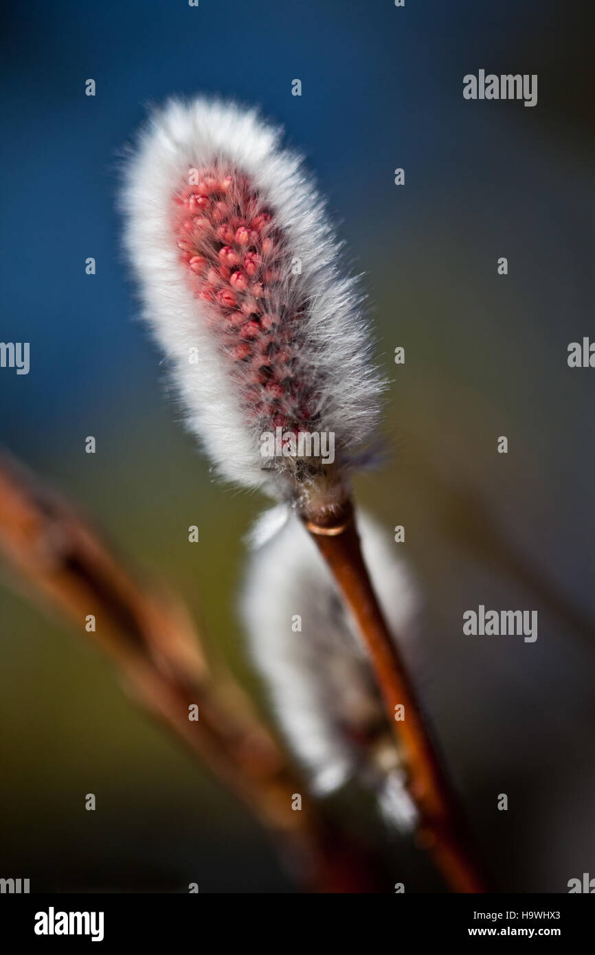 A close-up photograph of a willow bud in Denali National Park ...