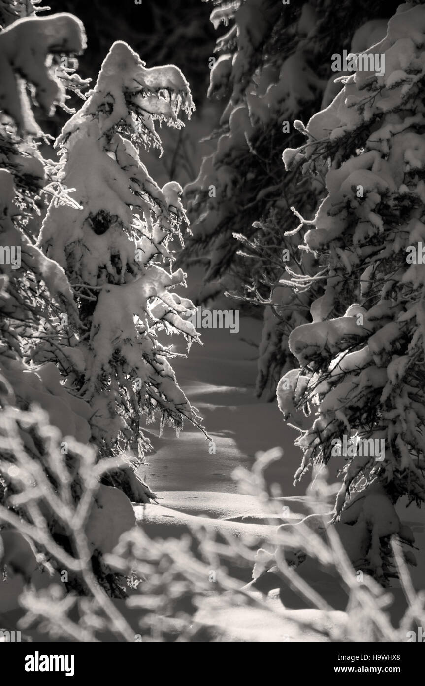 Snow covered forest park in hi-res stock photography and images - Alamy