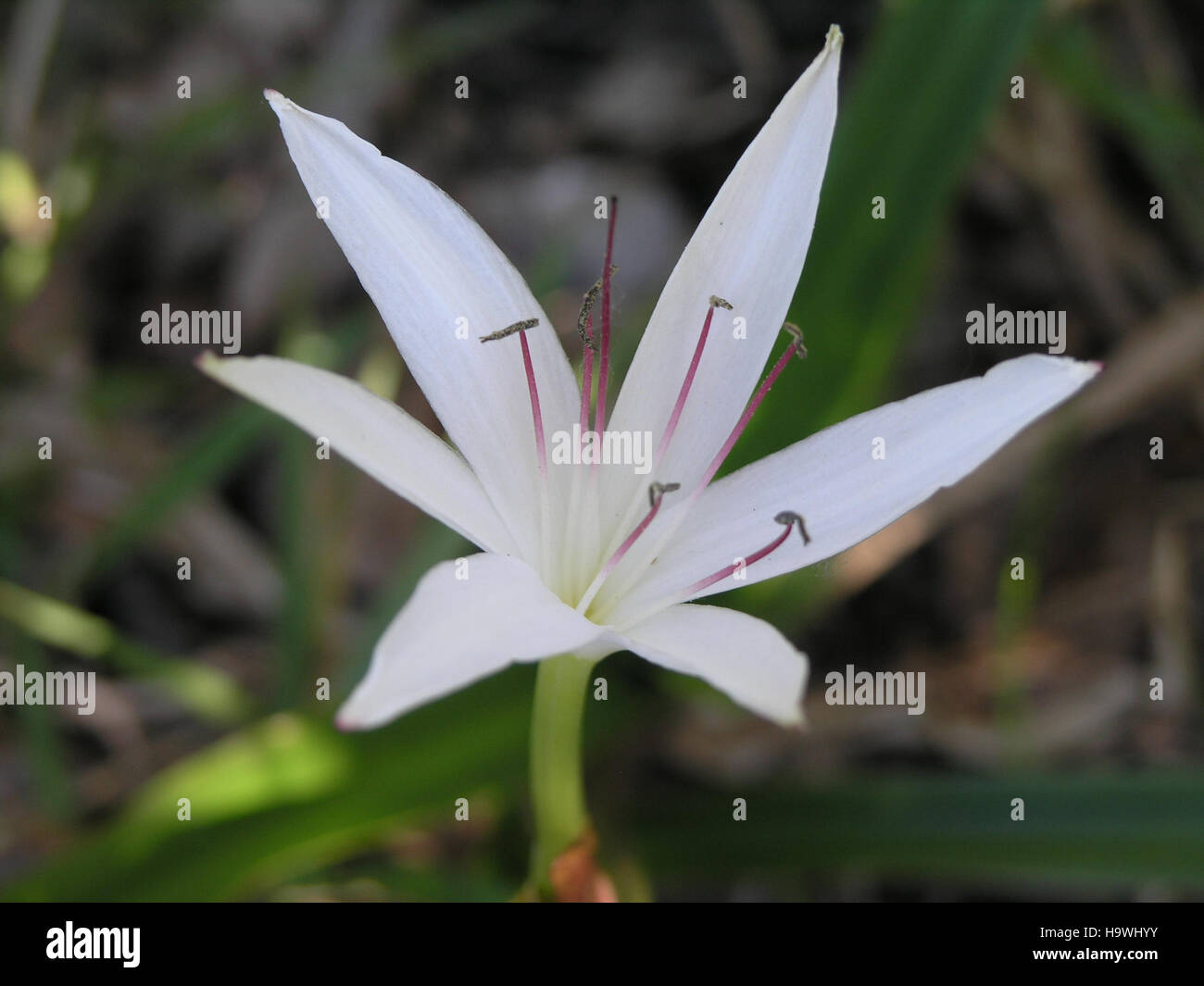 evergladesnps 9102078944 String Lily, NPSPhoto.jpg Stock Photo - Alamy