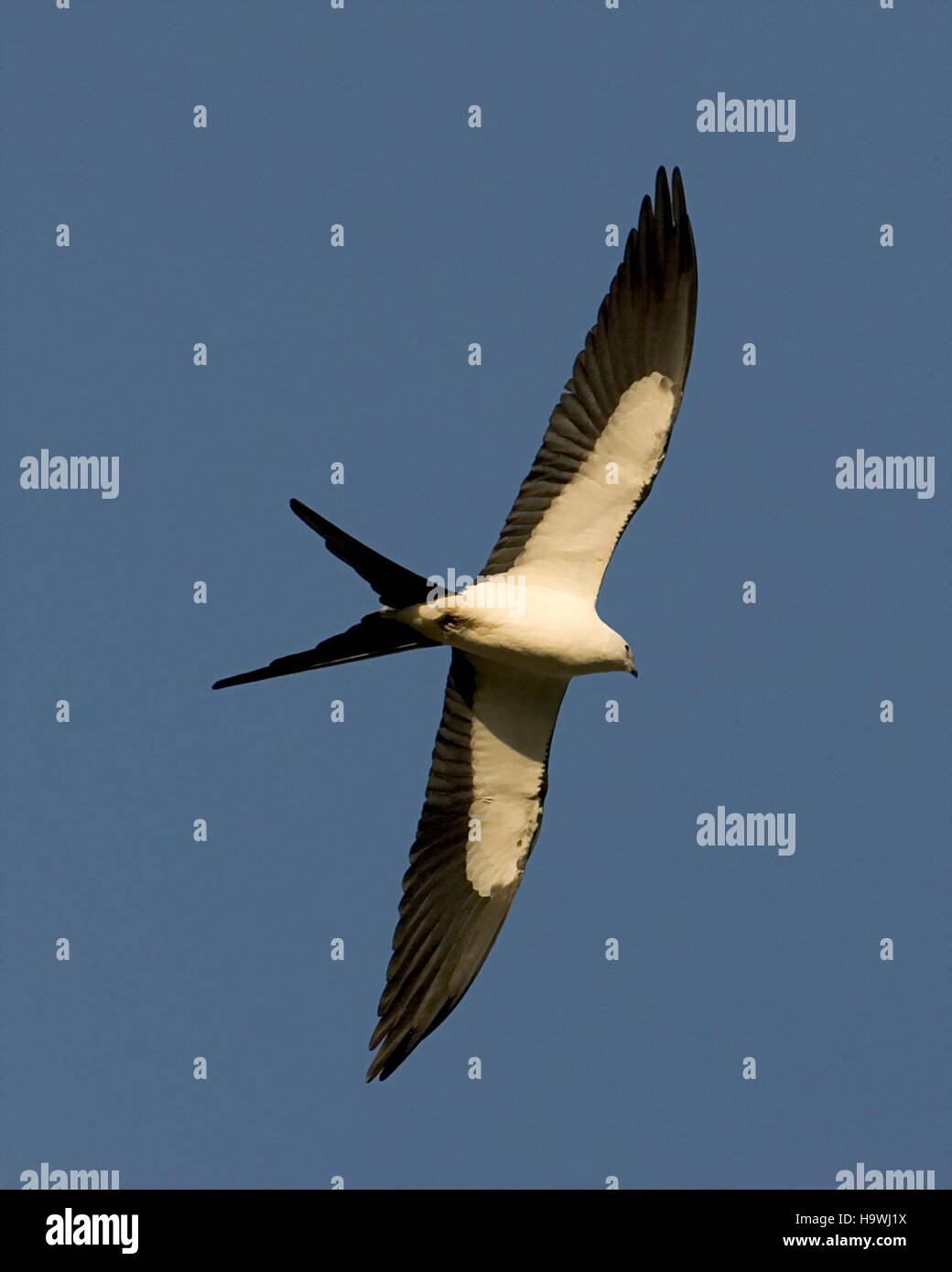 The Swallow-tailed Kite is pictured in the Everglades National Park ...