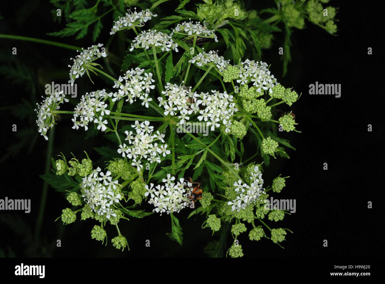 Conium maculatum, also known as poison hemlock, is a toxic plant ...