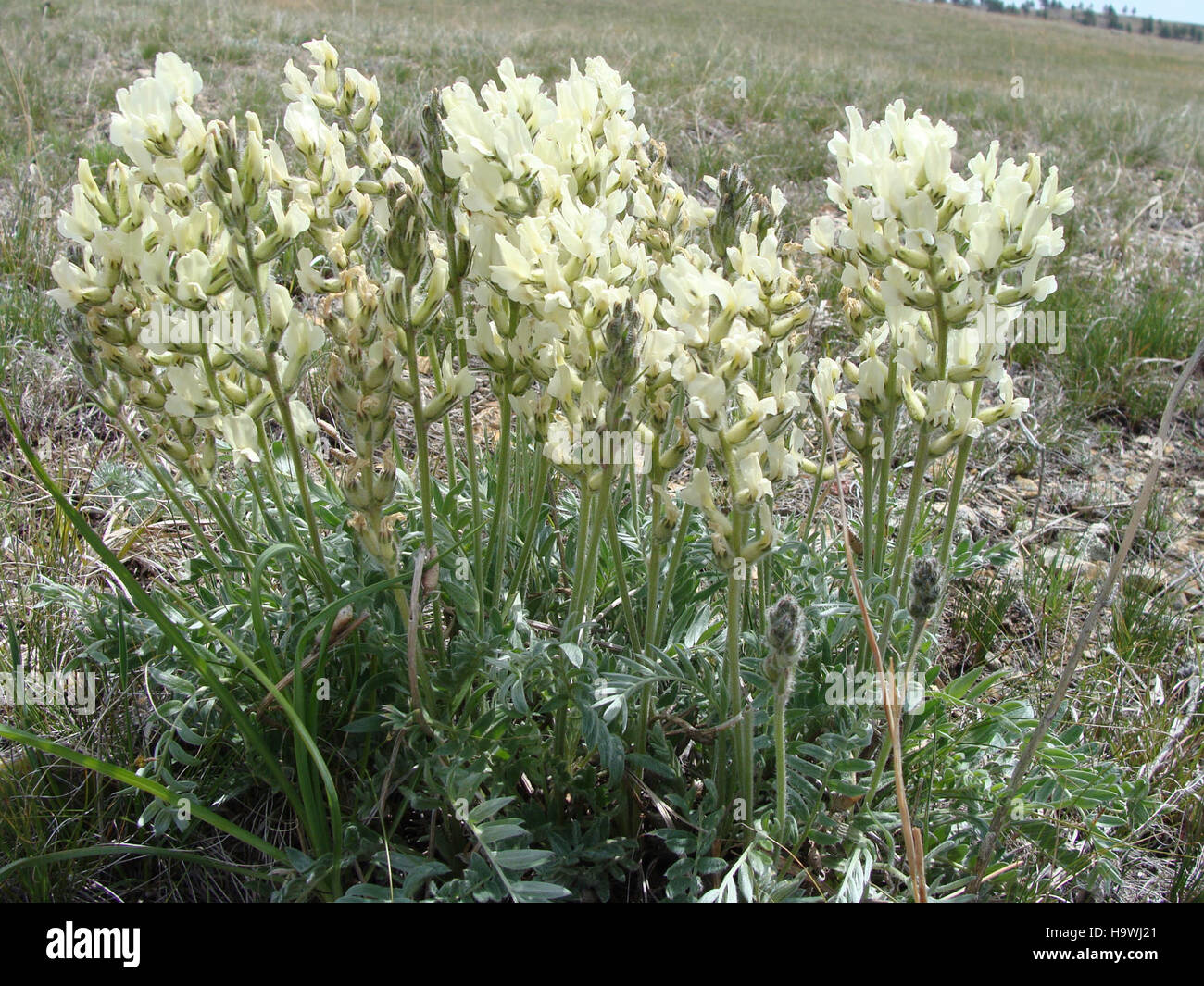 White locoweed hi-res stock photography and images - Alamy