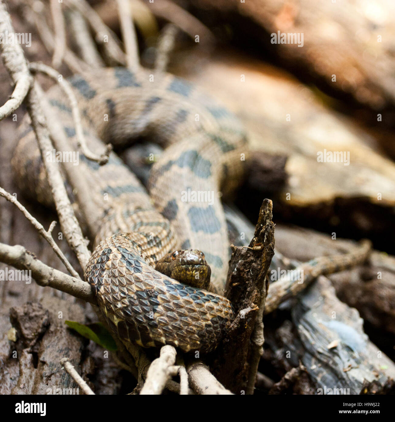 This image highlights the beauty of Congaree National Park, showcasing ...