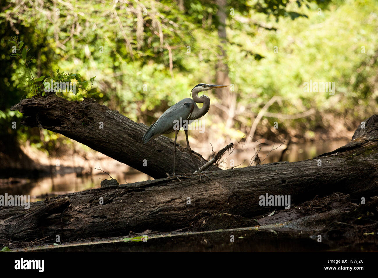Congaree National Park preserves one of the largest intact expanses of ...