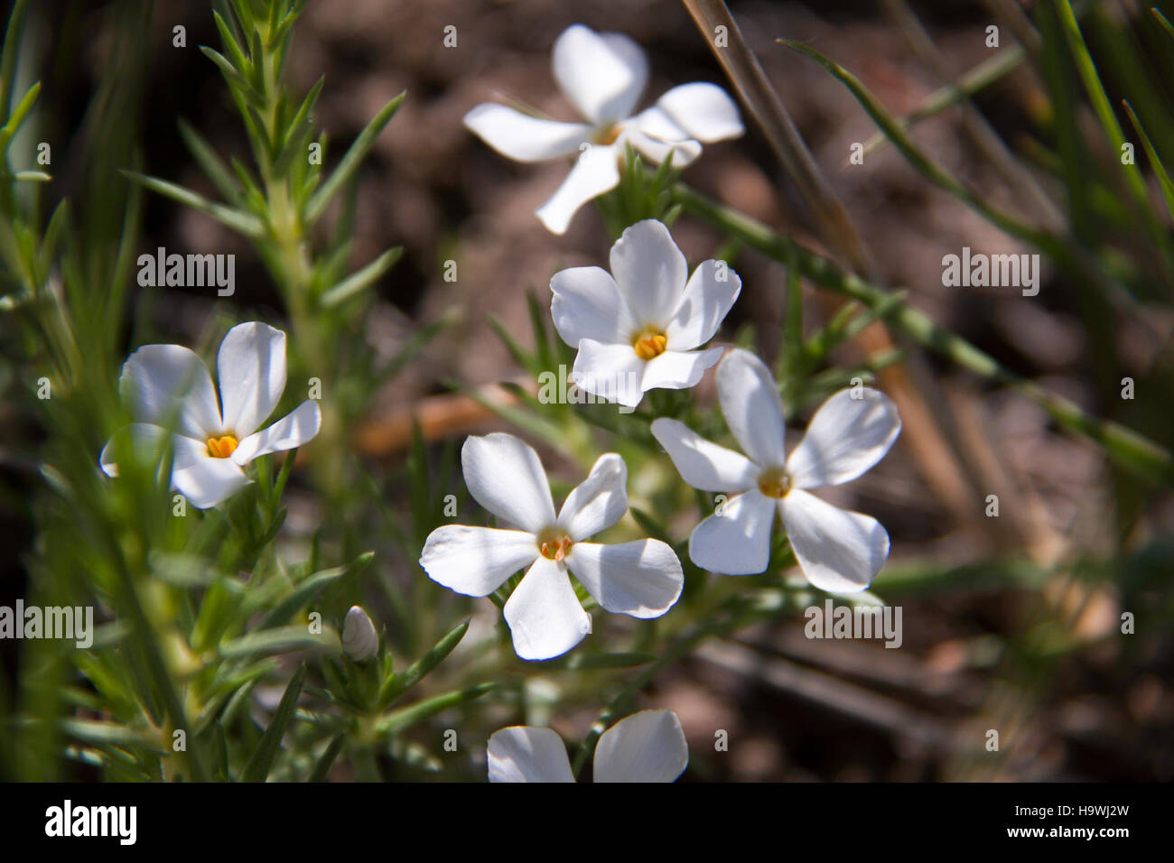 Hood's Phlox, a native flowering plant, blooms in Badlands National ...