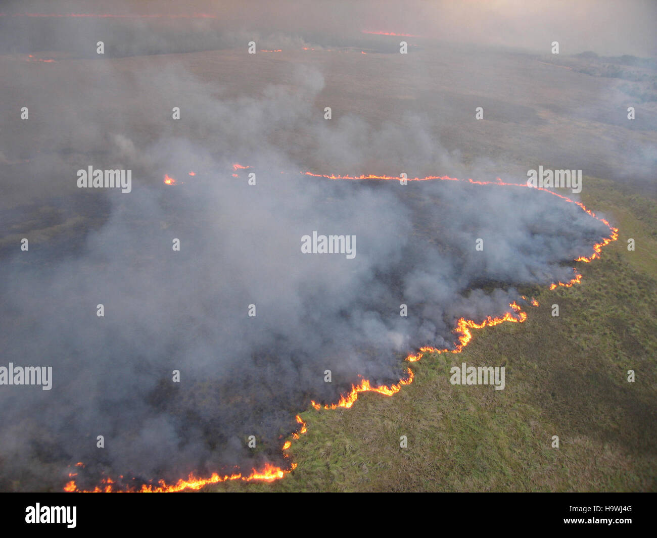 A prescribed fire on the coastal prairie of Everglades National Park ...
