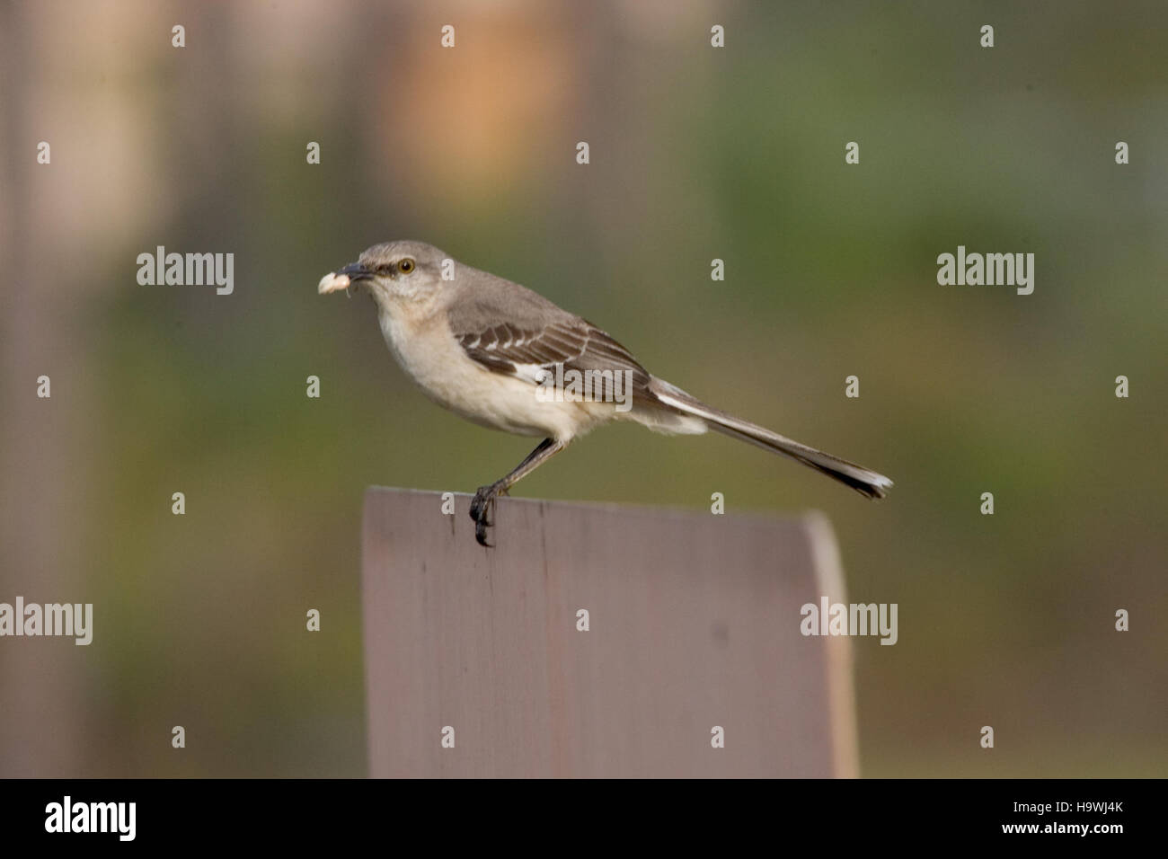 A Northern Mockingbird, captured in Everglades National Park ...