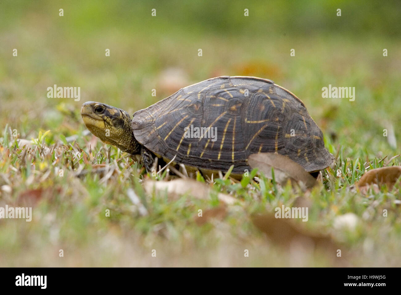 A Box Turtle, captured in Everglades National Park, showcases the ...