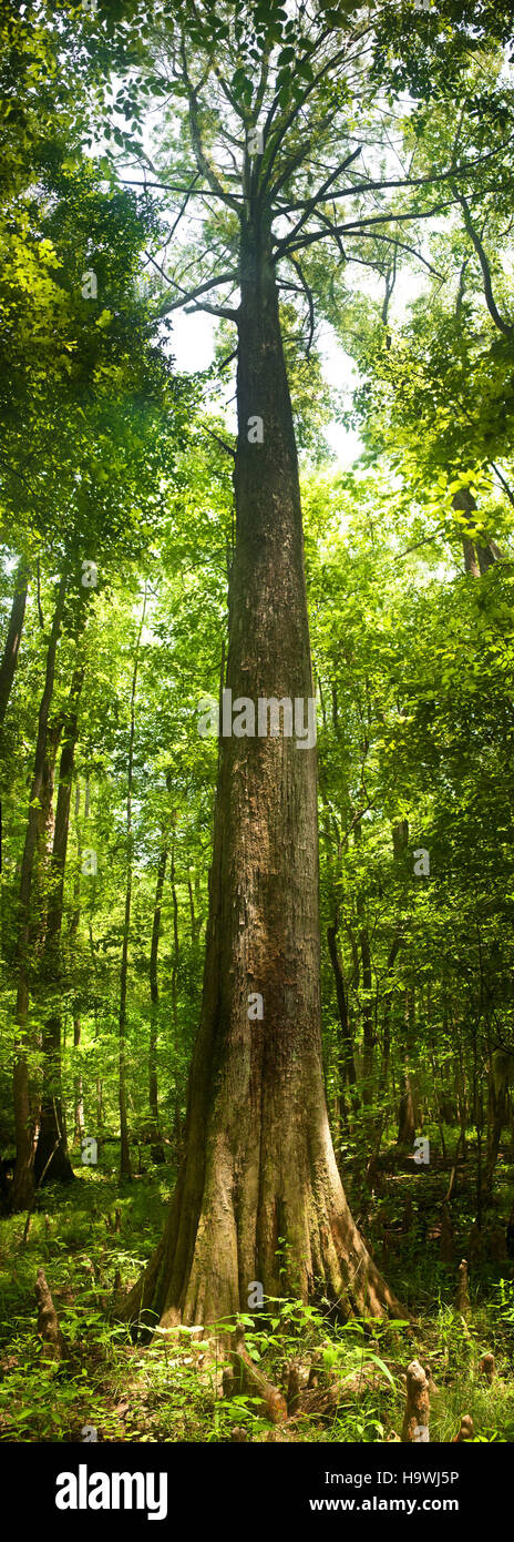 Congaree National Park is a protected area known for its biodiversity ...
