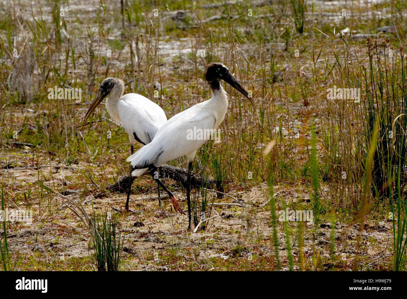 Recovery of degraded areas hi-res stock photography and images - Alamy
