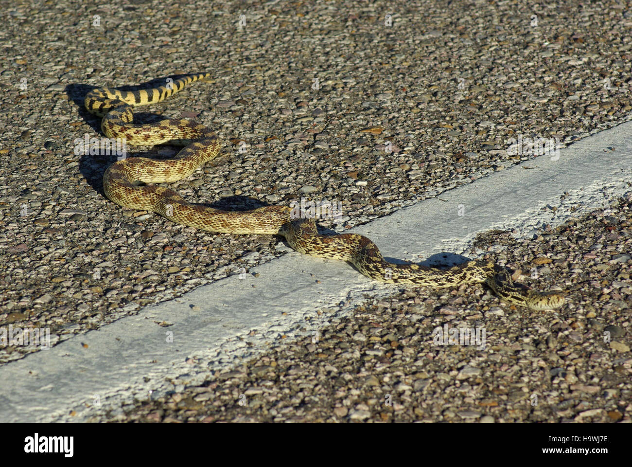 Bullsnake hi-res stock photography and images - Alamy