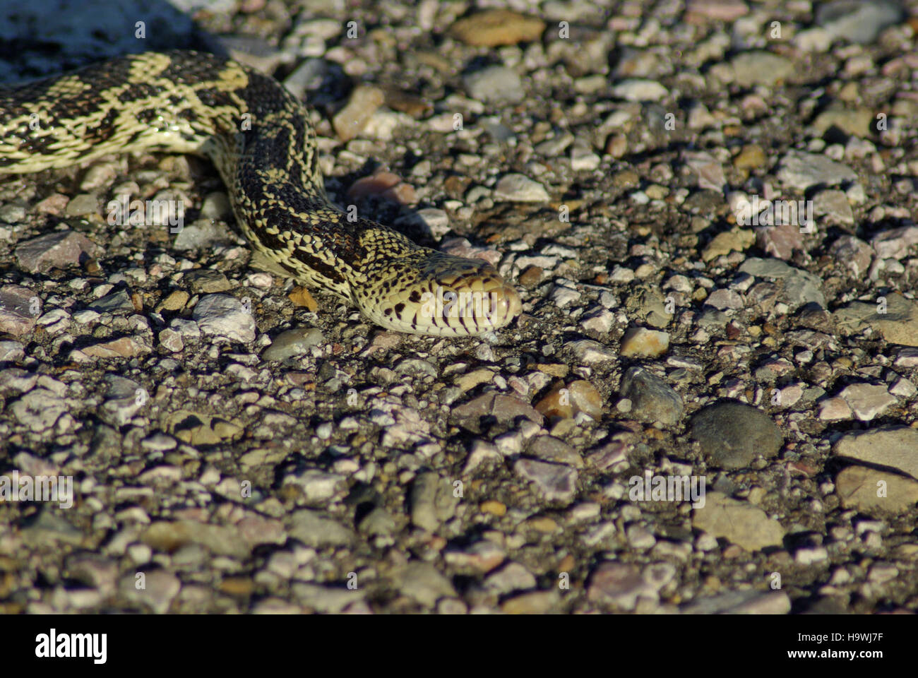 A bullsnake is spotted in Badlands National Park, highlighting the park ...
