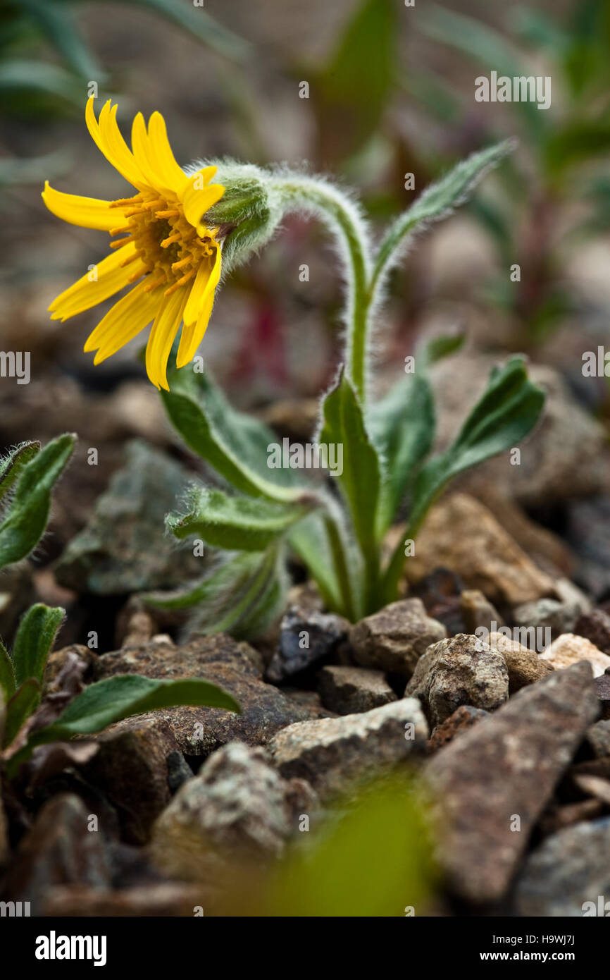 Lessing's Arnica, a resilient plant species, thrives in the challenging ...