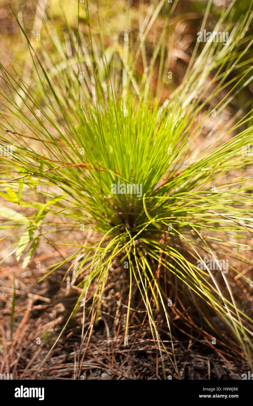 This image from Congaree National Park shows the park's rich ...